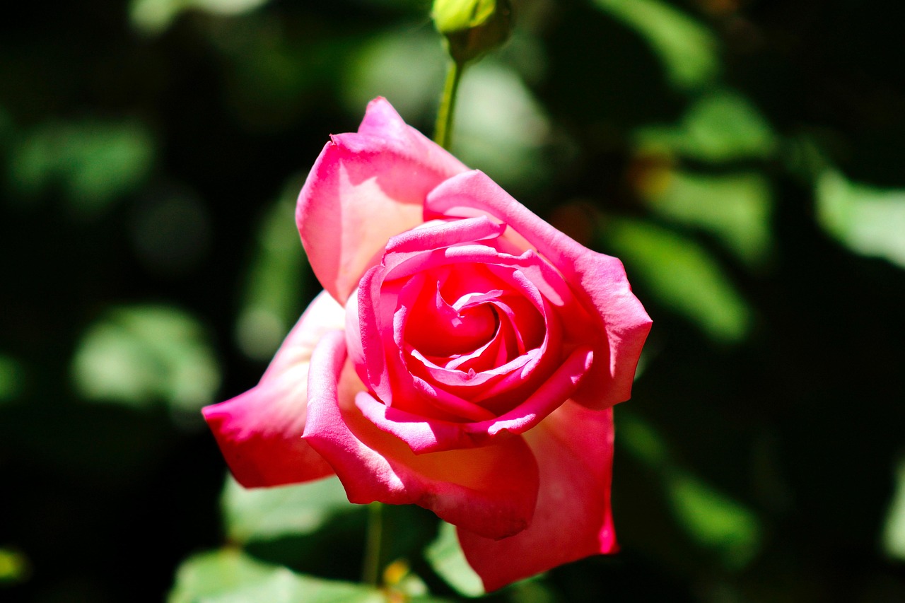 Pinke Rose Blume Pflanze - Kostenloses Foto auf Pixabay - Pixabay