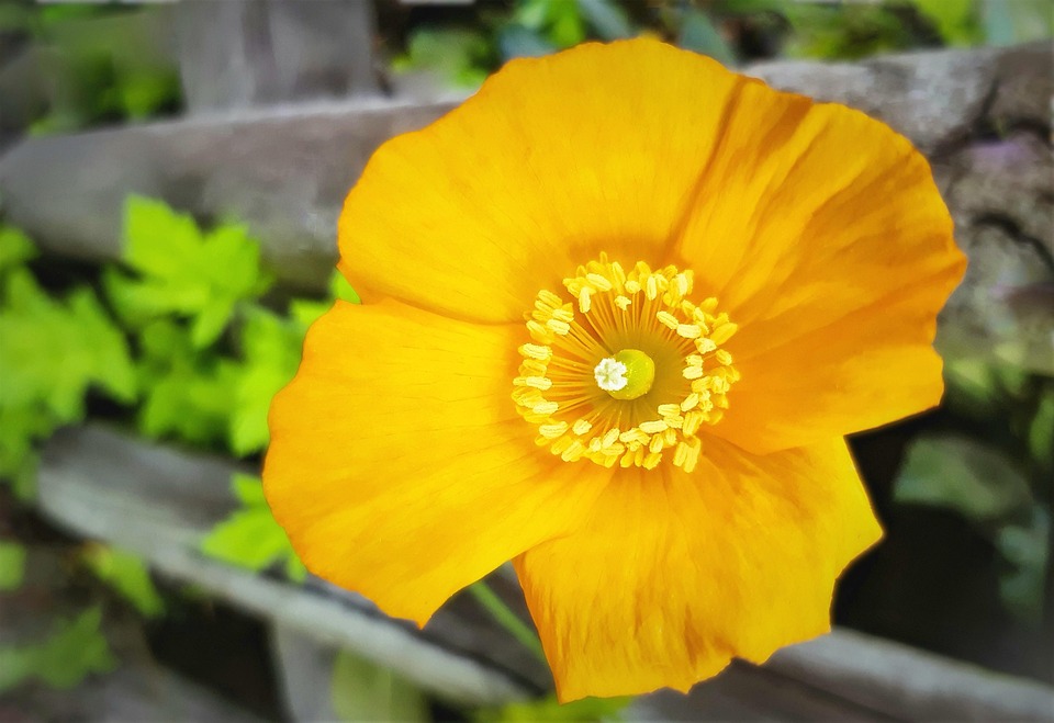 Vallmo Blomma Växt Gul - Gratis foto på Pixabay