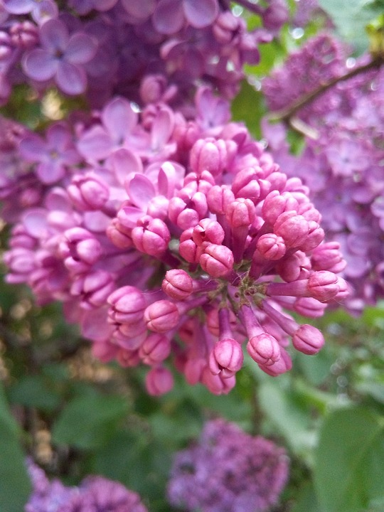 Lilac Bush Spring - Free photo on Pixabay - Pixabay