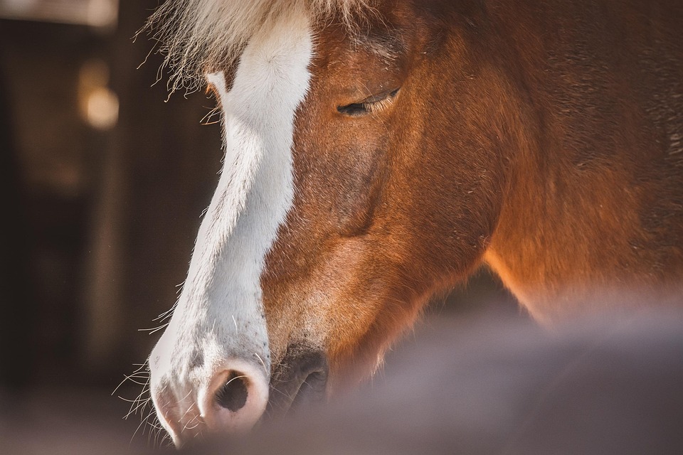Cheval Poney Somnoler - Photo gratuite sur Pixabay