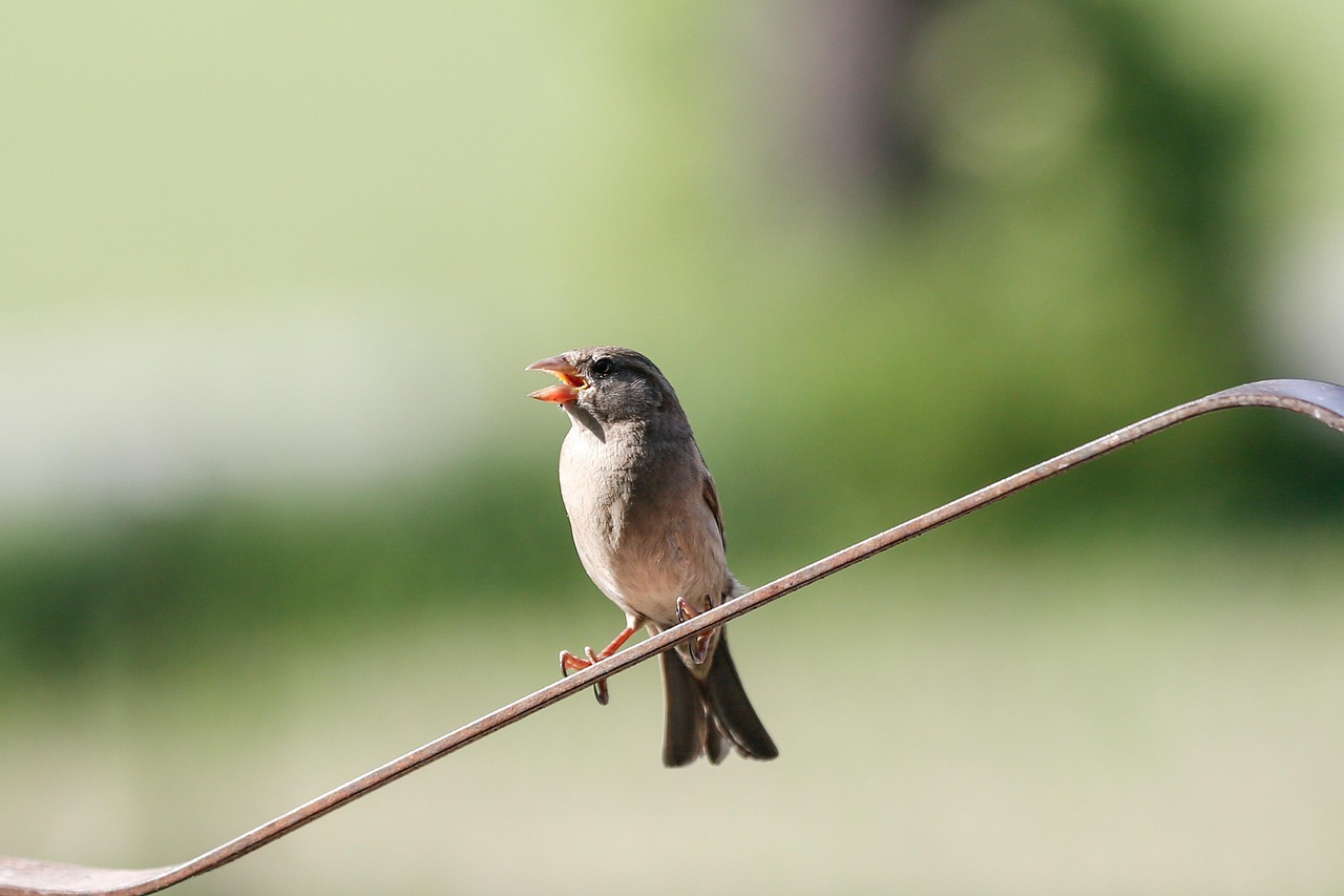 Sparrow Bird Watching Nature - Free photo on Pixabay - Pixabay