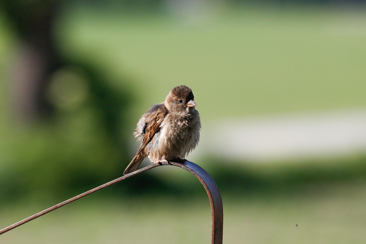 Sparrow Bird Watching Nature - Free photo on Pixabay - Pixabay