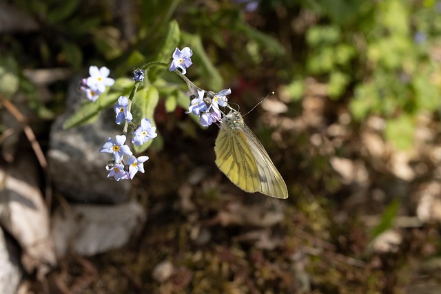 Mariposa Insecto De Cerca - Foto gratis en Pixabay - Pixabay
