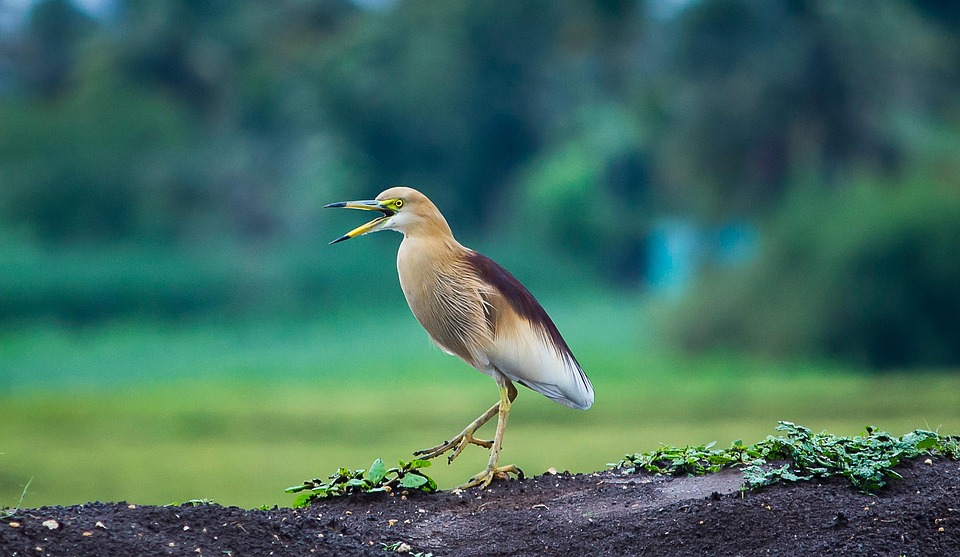 Egret Bird Wildlife - Free photo on Pixabay - Pixabay