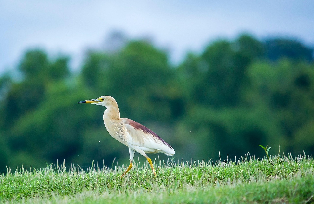 Egret Bird Wildlife - Free photo on Pixabay - Pixabay