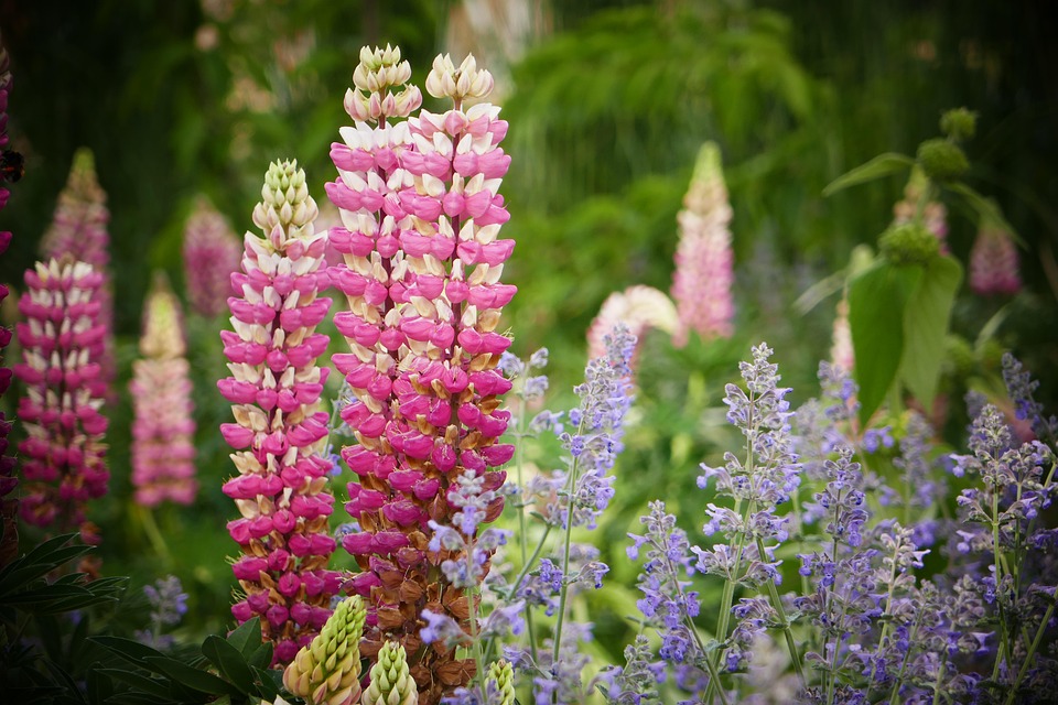Flowers Garden Nature - Free photo on Pixabay