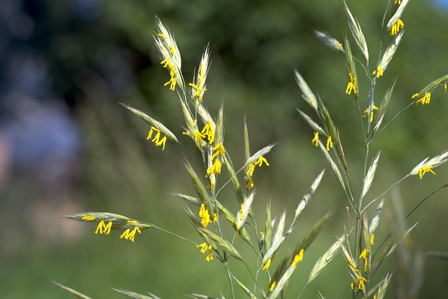 Grass Bloom Bromegrass - Free photo on Pixabay - Pixabay