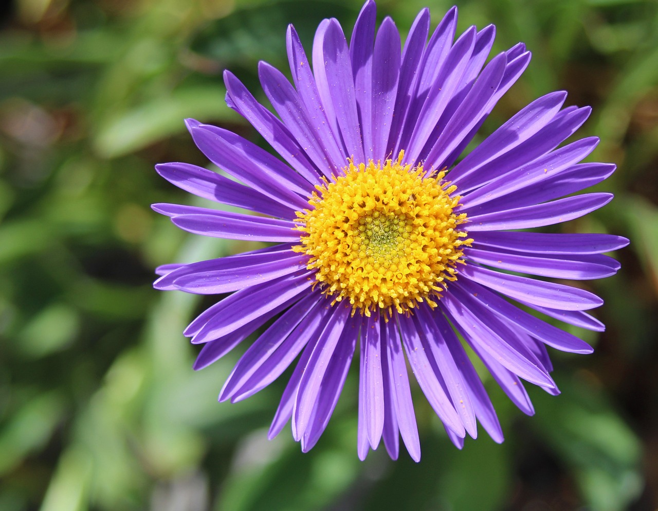 Purple Flower Alpine Aster - Free photo on Pixabay