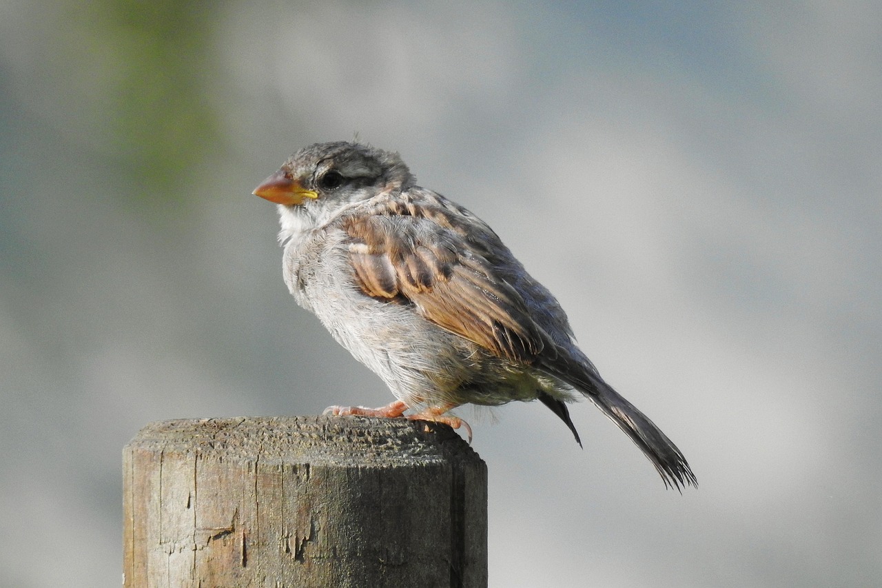 Sparrow Sperling House - Free photo on Pixabay - Pixabay