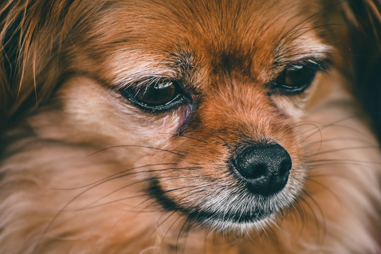 Perro Cachorro Animal Doméstico - Foto gratis en Pixabay - Pixabay