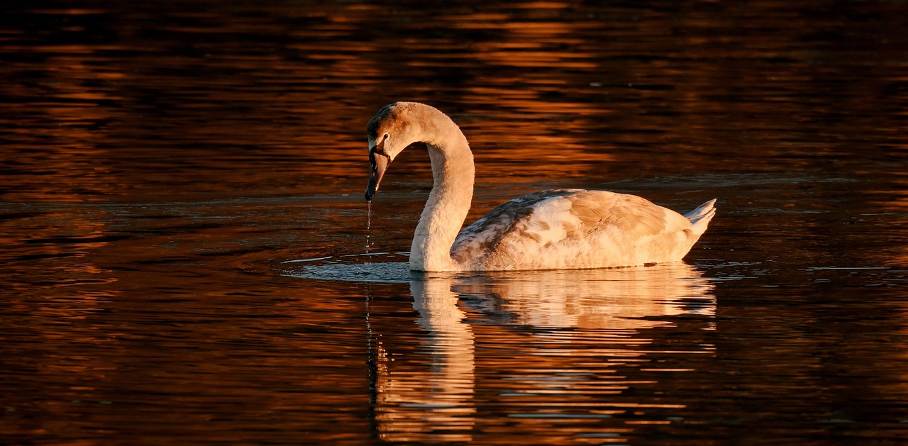 10,000+ Free Whooper Swans & Swan Images - Pixabay