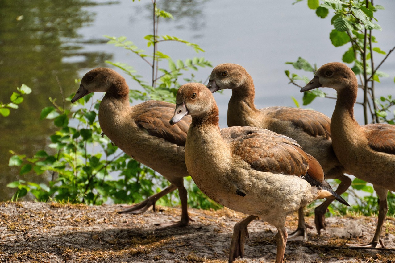 Egyptian Geese Waterfowl - Free photo on Pixabay