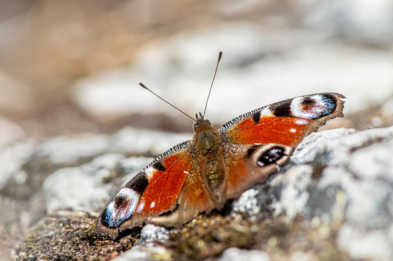 European Peacock Insect Inachis Io - Free photo on Pixabay - Pixabay