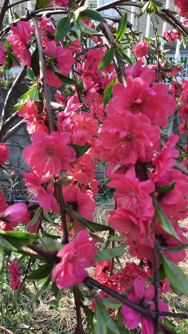 Flor De Pêssego Natureza Primavera - Foto gratuita no Pixabay - Pixabay