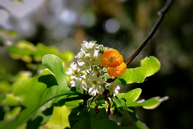 Flowers Blooms Garden - Free photo on Pixabay