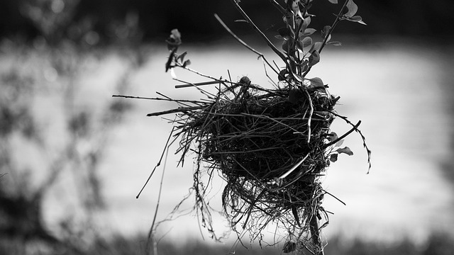 Bird'S Nest Wilderness Wildlife - Free photo on Pixabay - Pixabay