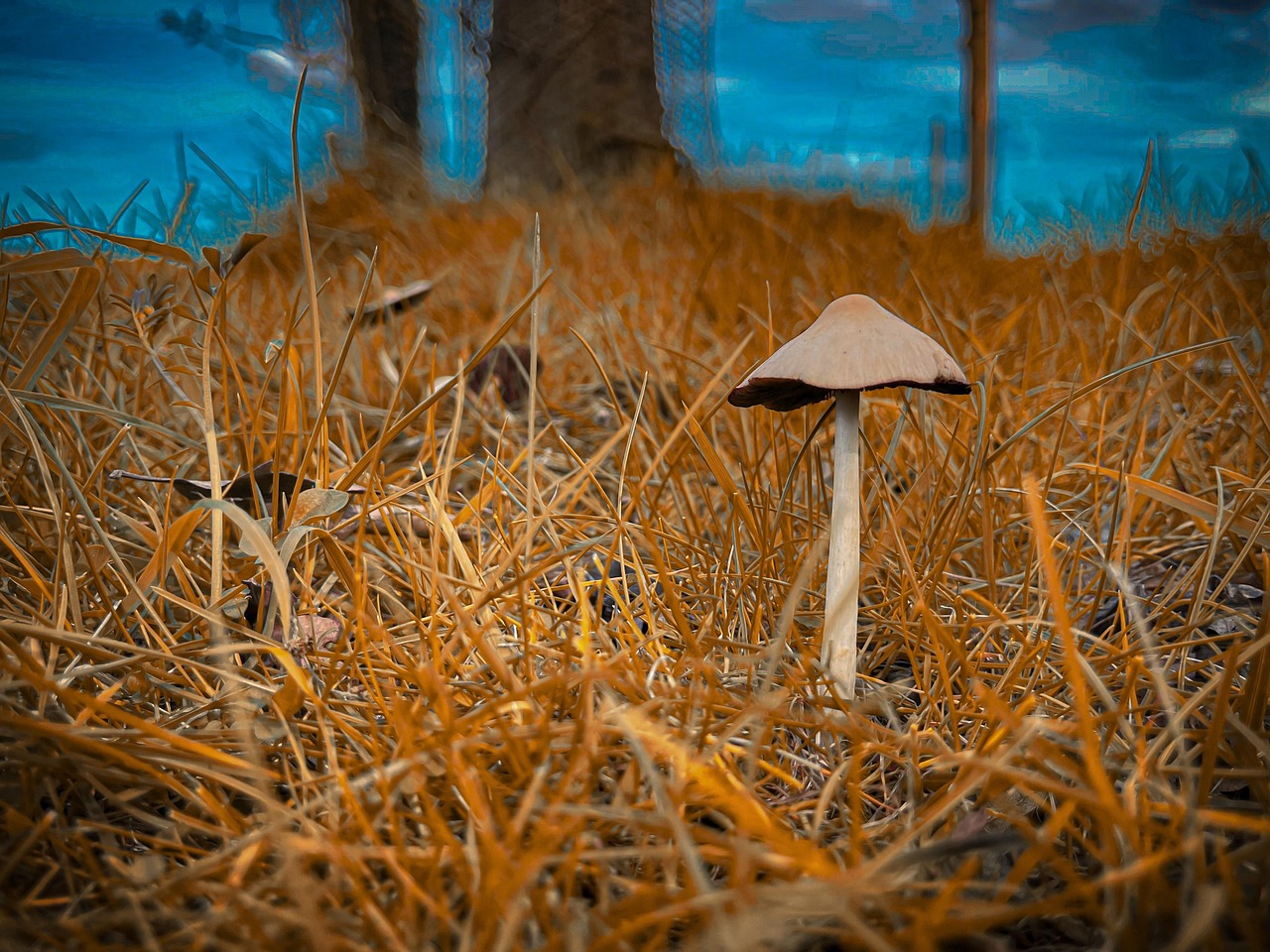 Jamur Ilmu Lantai Hutan - Foto gratis di Pixabay - Pixabay