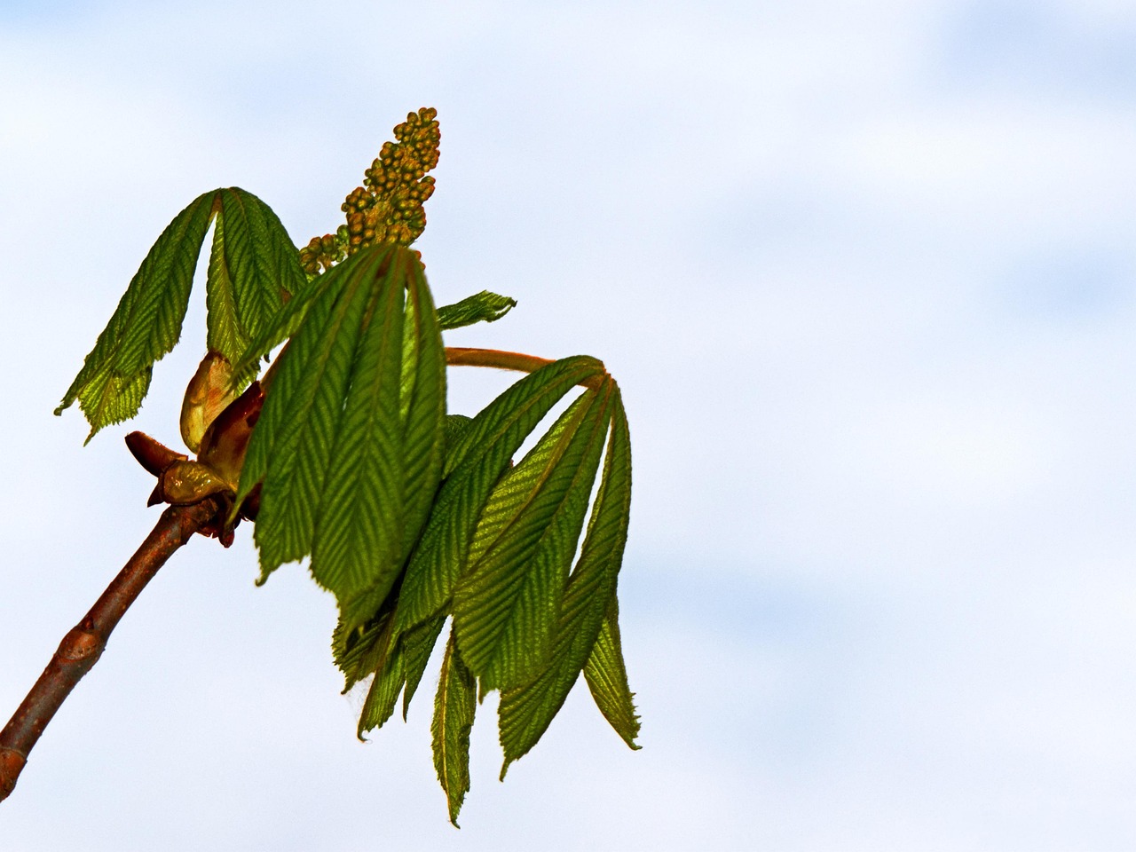 Kuncup Daun-Daun Tanaman - Gambar gratis di Pixabay - Pixabay