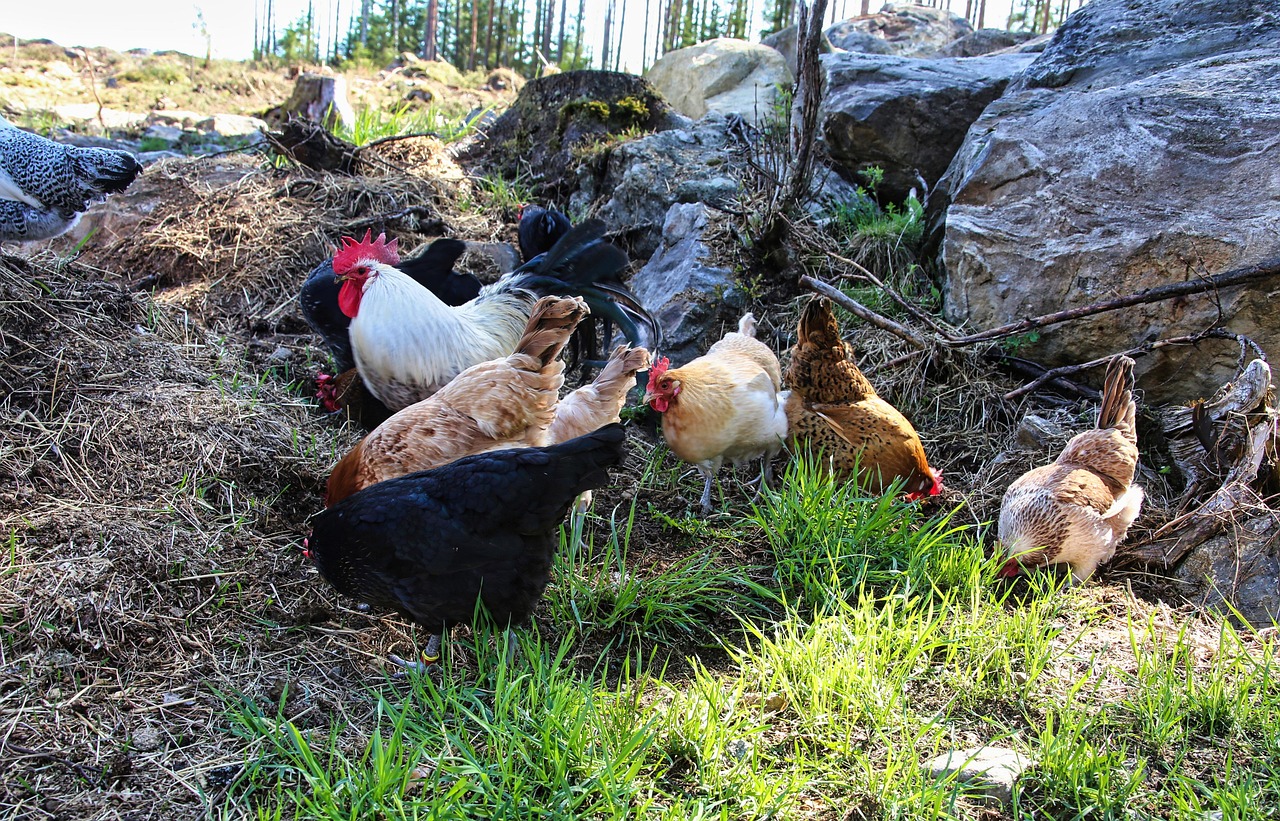 Birds Farm Chicken - Free photo on Pixabay - Pixabay