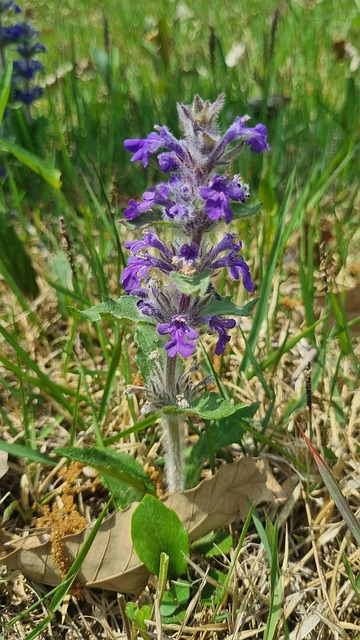 Wildflower Violetti Kukka - Ilmainen valokuva Pixabayssa - Pixabay