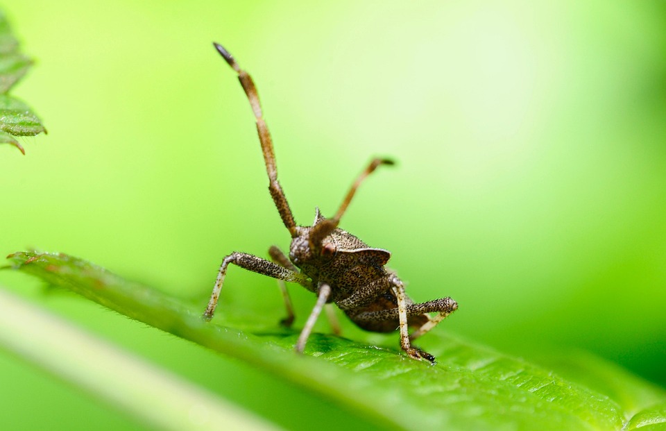 Quai De Bug Scarabée Insecte - Photo gratuite sur Pixabay