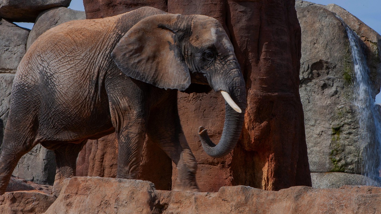 Animal Elephant Mammal - Free photo on Pixabay - Pixabay