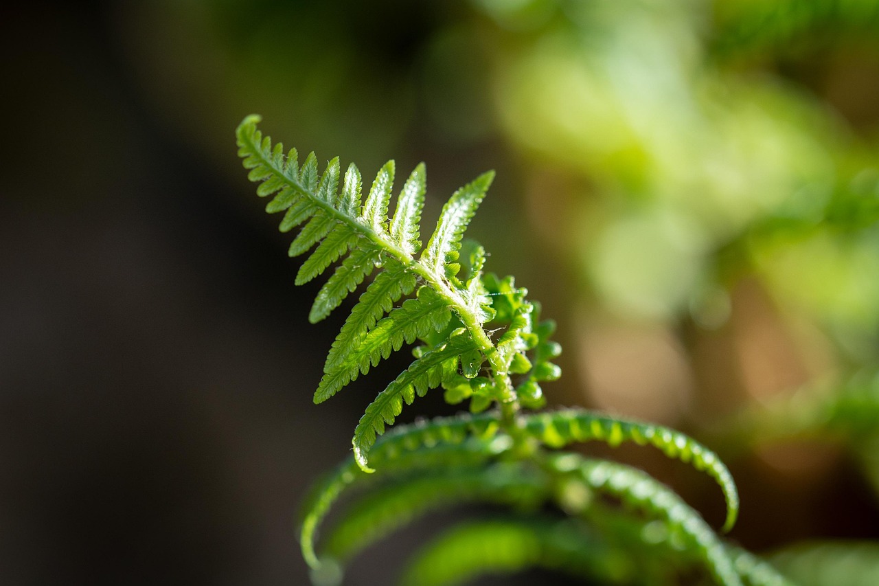 Samambaia Planta Natureza - Foto gratuita no Pixabay - Pixabay