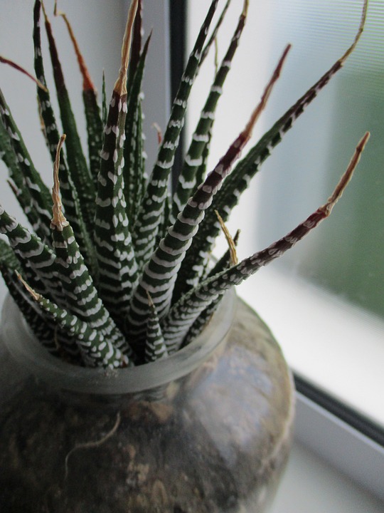 Haworthia Plant Succulent - Free photo on Pixabay