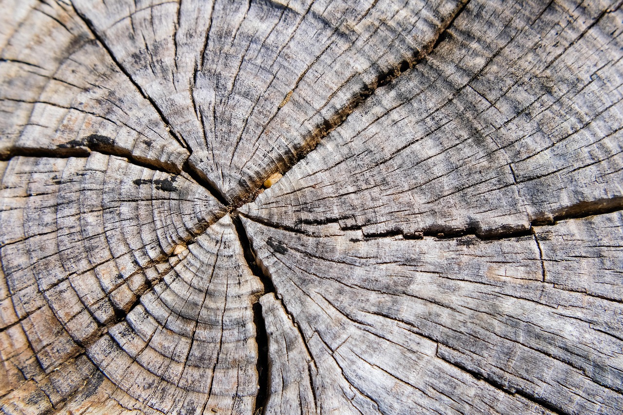 Annual Rings Grain Tree - Free photo on Pixabay - Pixabay