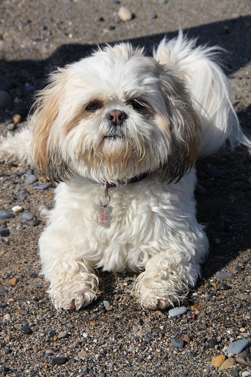 Cachorro Canino Praia Bicho De - Foto gratuita no Pixabay - Pixabay