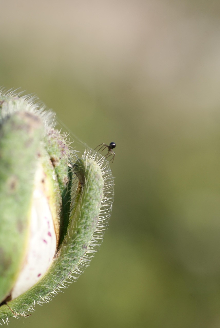 Poppy Flower Spider Insect - Free photo on Pixabay