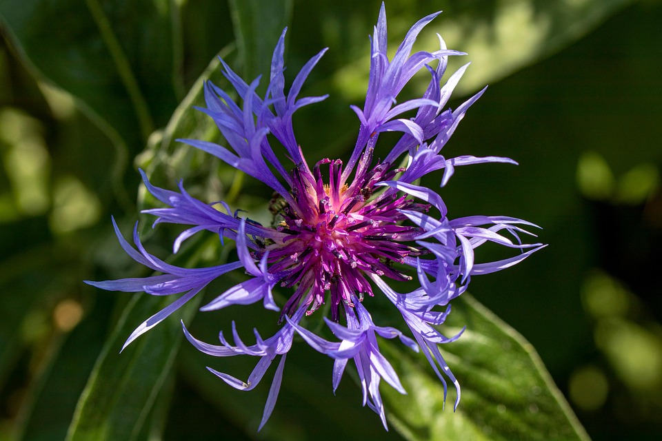 Blume Garten Natur - Kostenloses Foto auf Pixabay - Pixabay