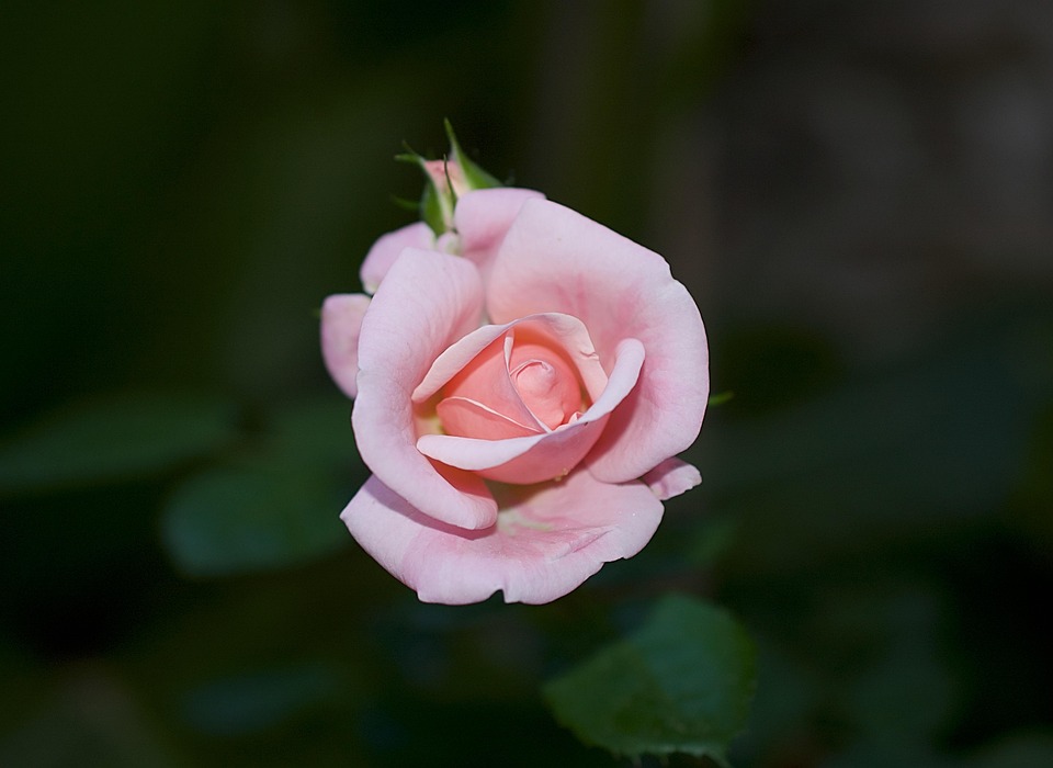 Pinke Rose Blume - Kostenloses Foto auf Pixabay - Pixabay