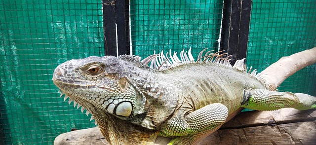 Iguane Reptile Faune - Photo gratuite sur Pixabay - Pixabay