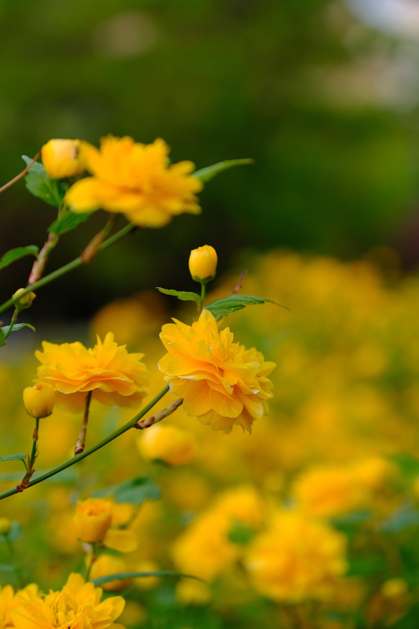 Flowers Yellow Plant - Free photo on Pixabay - Pixabay