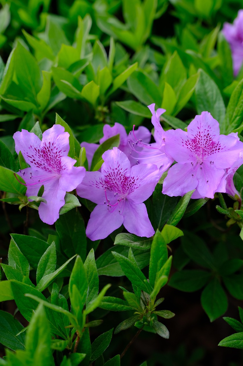 Flores Botánica Crecimiento - Foto gratis en Pixabay - Pixabay