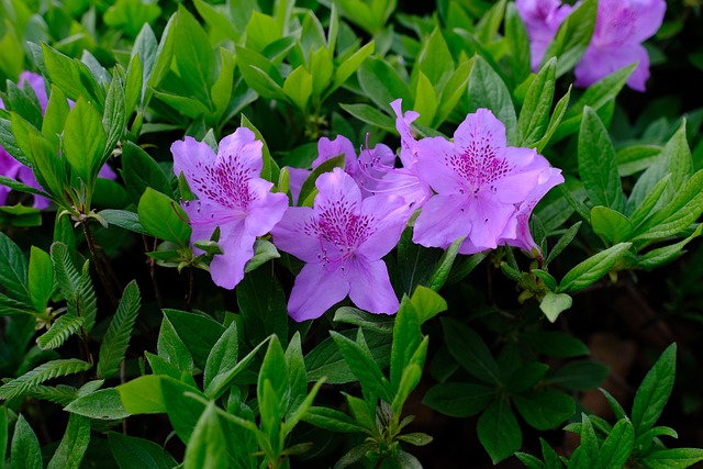 Flores Botânica Planta - Foto gratuita no Pixabay