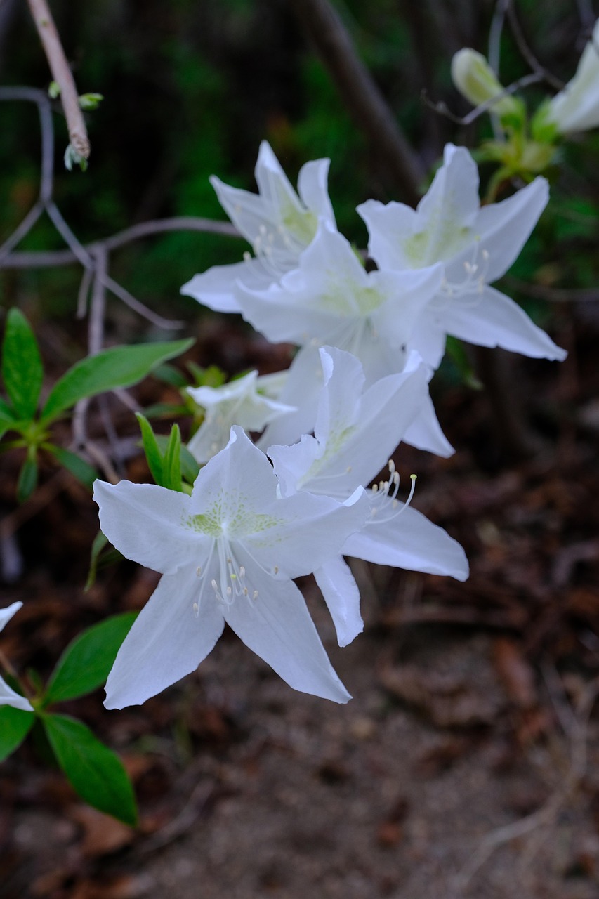 Fleurs Blanches Jardin - Photo gratuite sur Pixabay - Pixabay