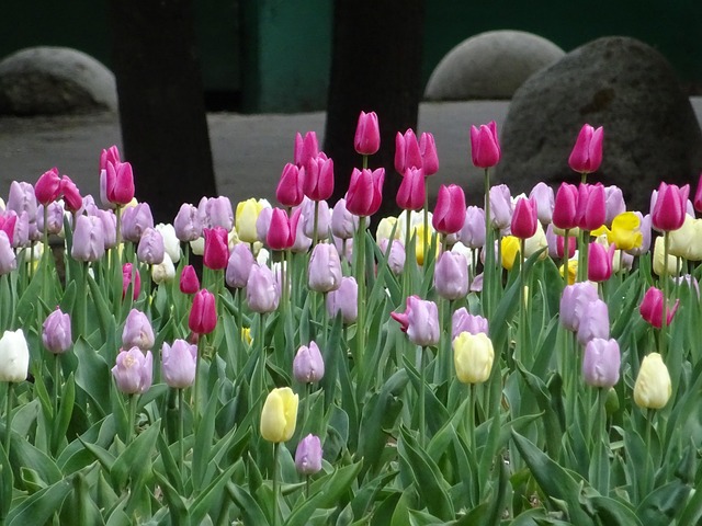 Flores Tulipas Jardim - Foto gratuita no Pixabay - Pixabay