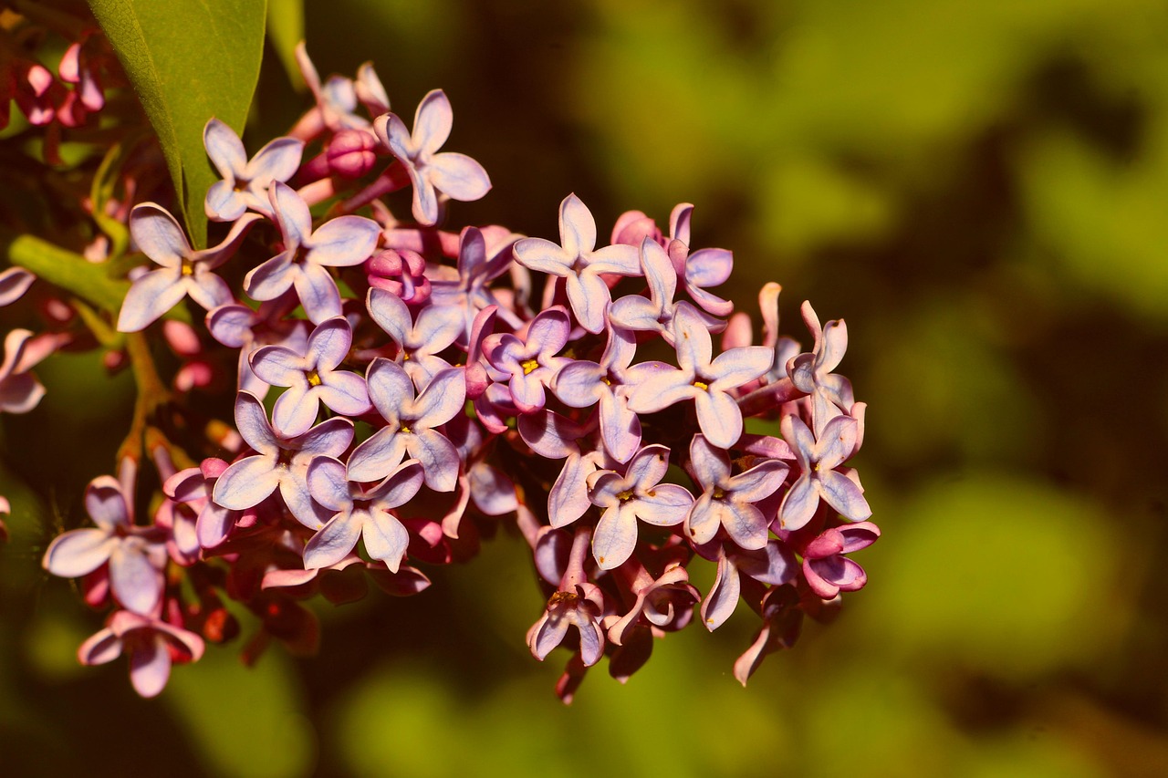 Flores Natureza Jardim - Foto gratuita no Pixabay - Pixabay