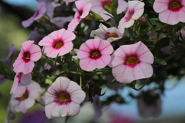 Millions De Cloches Fleurs - Photo gratuite sur Pixabay - Pixabay