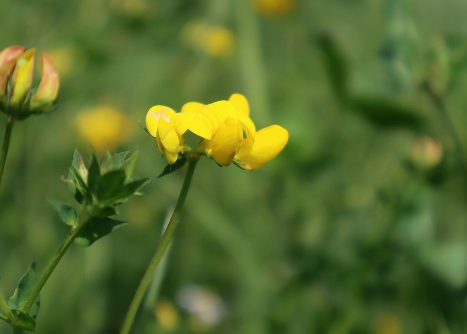 Vogelfuß-Kleeblatt Gelbe Blumen - Kostenloses Foto auf Pixabay - Pixabay