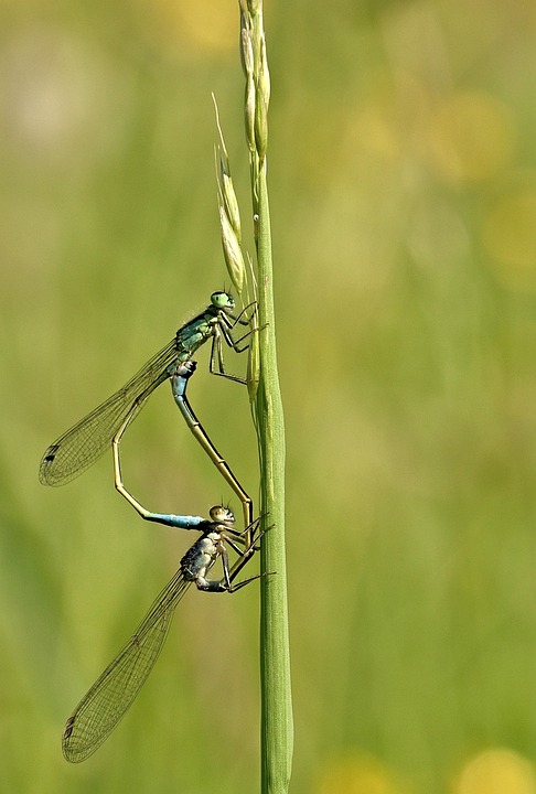 Dragonflies Insects Pairing - Free photo on Pixabay - Pixabay