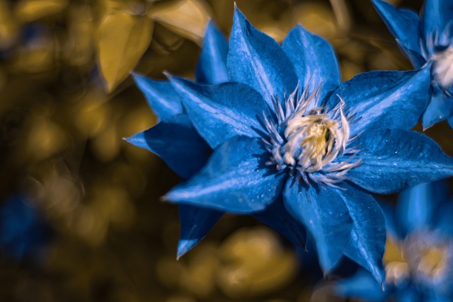 Clematis Blue Flower - Free photo on Pixabay