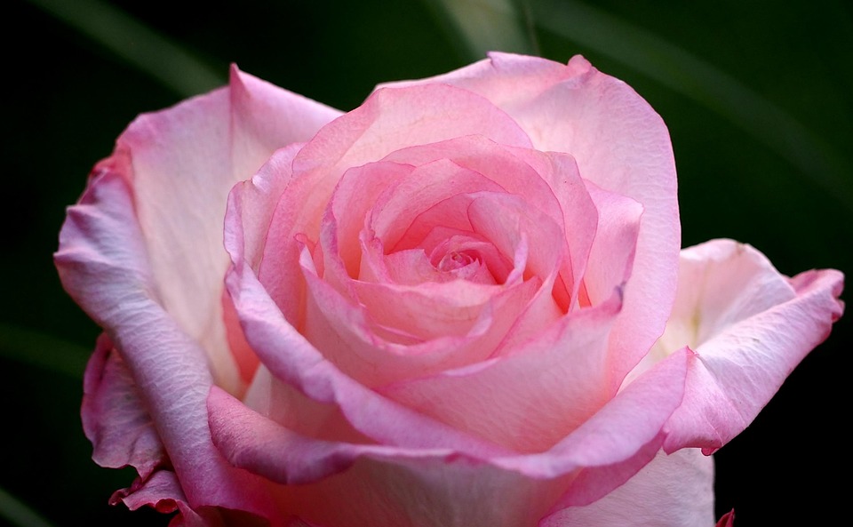 Flower Pink Rose - Free photo on Pixabay