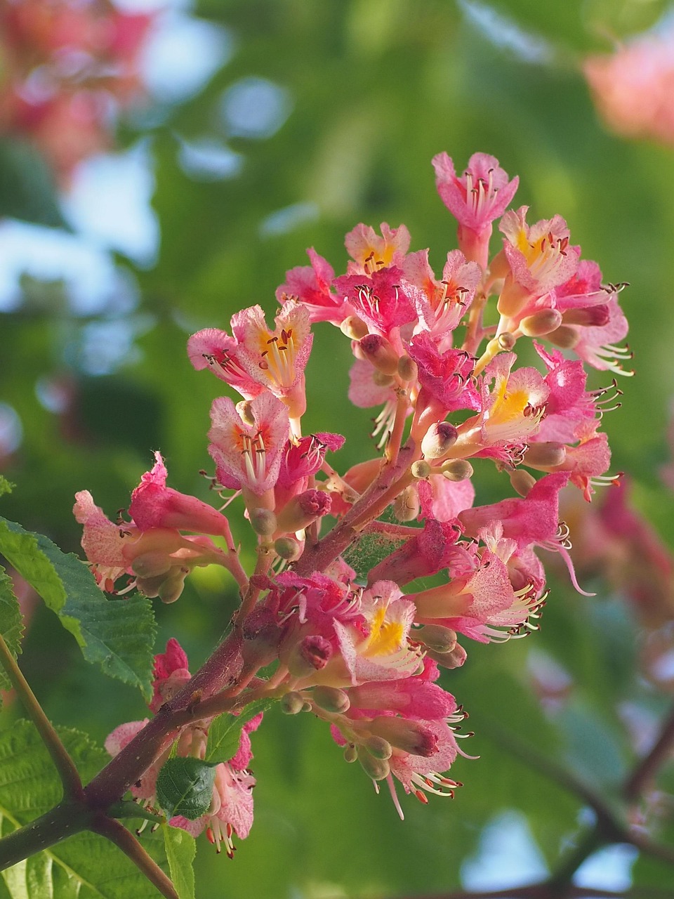 Kastanien Blumen Kastanie - Kostenloses Foto auf Pixabay
