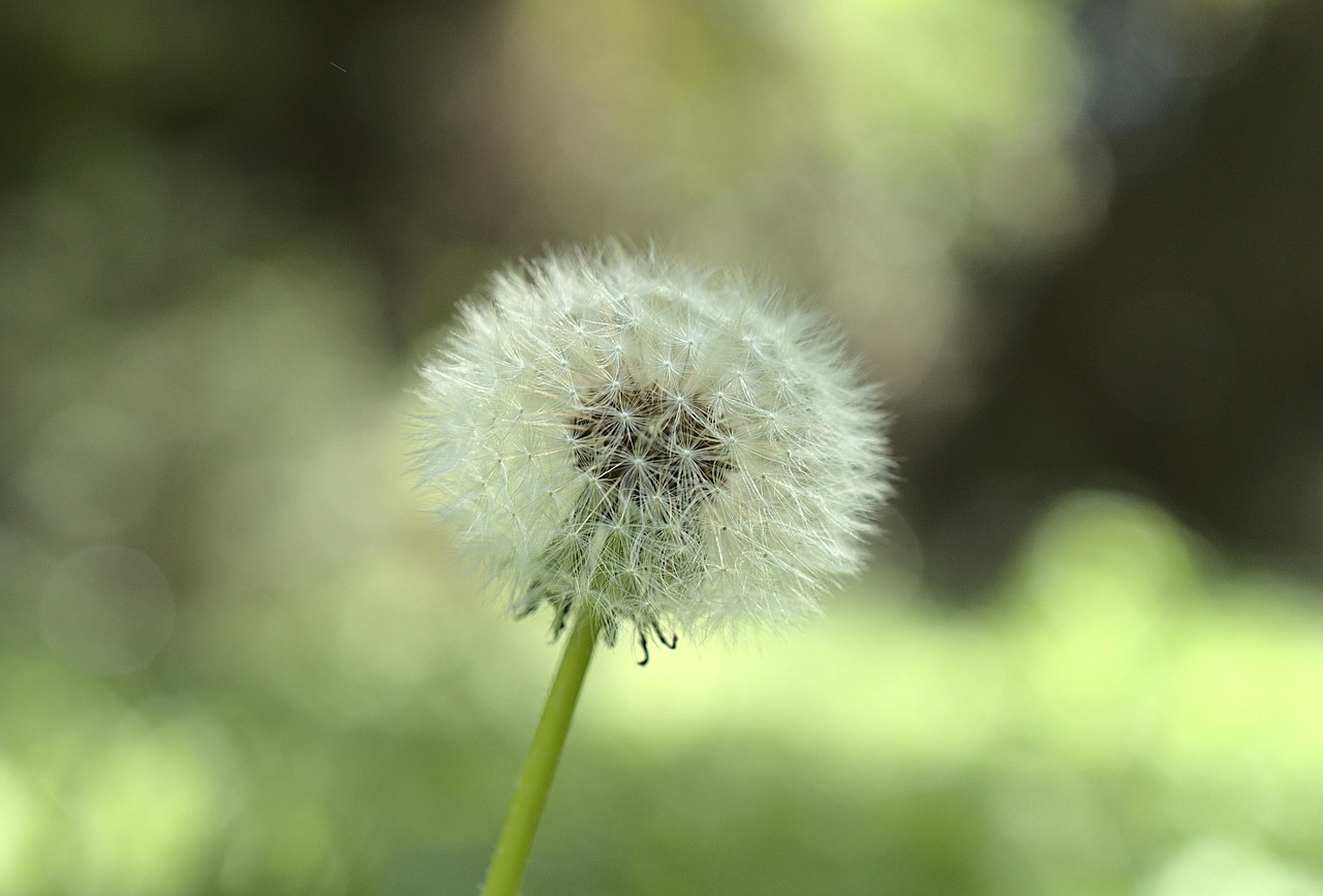 20,000+ Free Dandelion Field & Dandelion Images - Pixabay