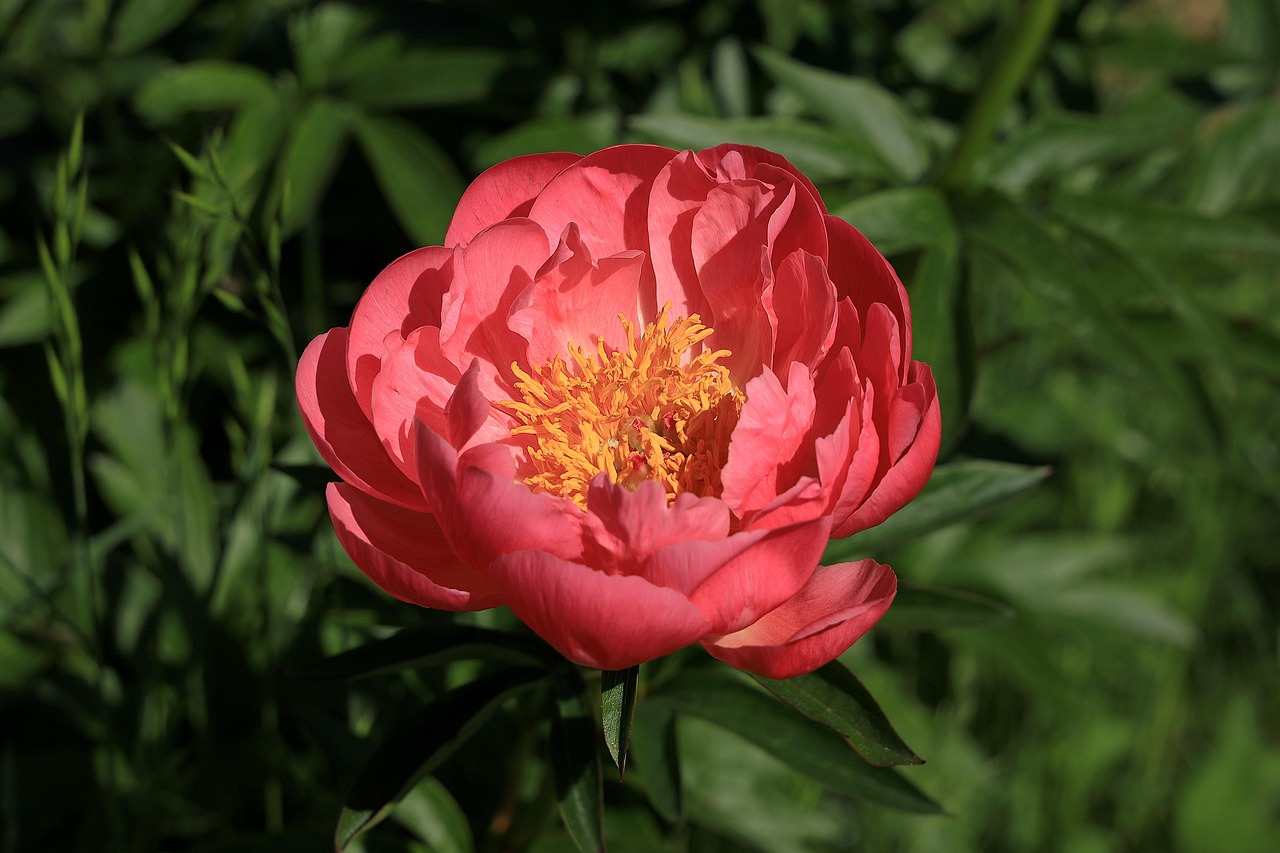 Peonía The Pink Peony Flor Rosa - Foto gratis en Pixabay - Pixabay