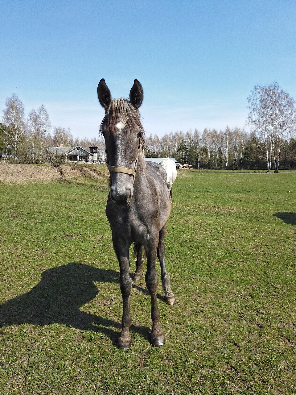 Cheval Nature - Photo gratuite sur Pixabay - Pixabay