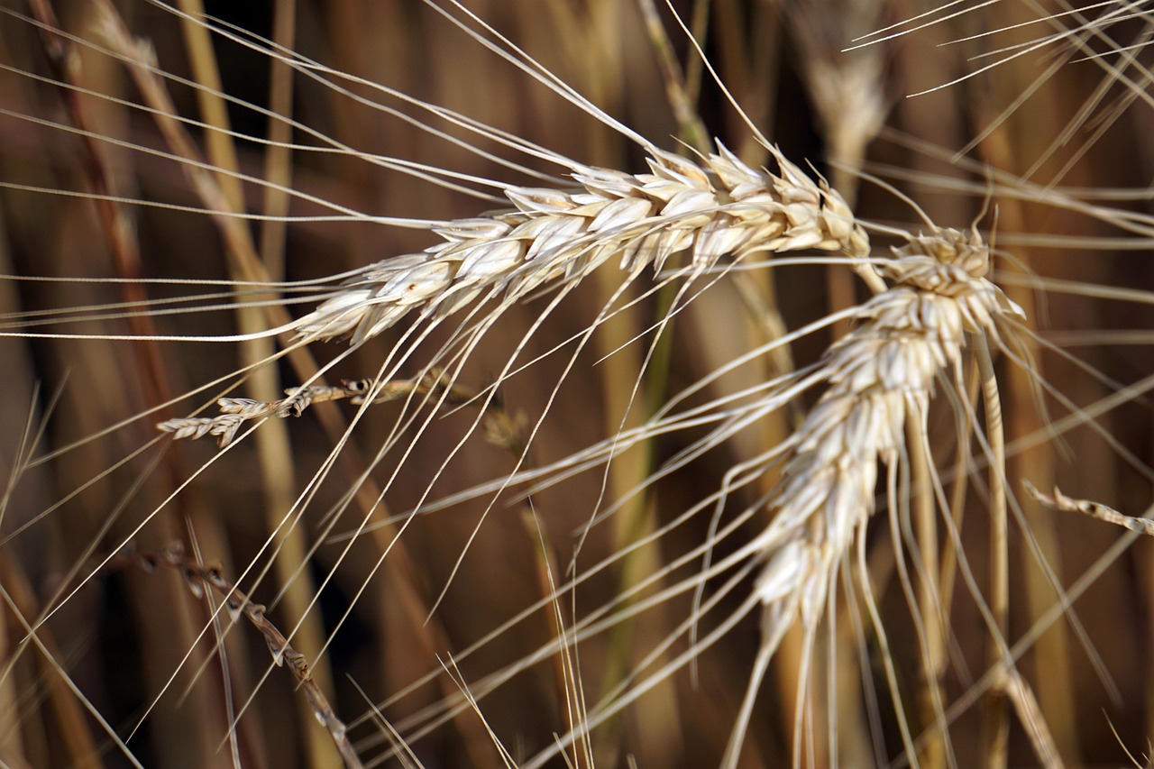 Page 2 - 6,000+ Free Wheat & Nature Photos - Pixabay